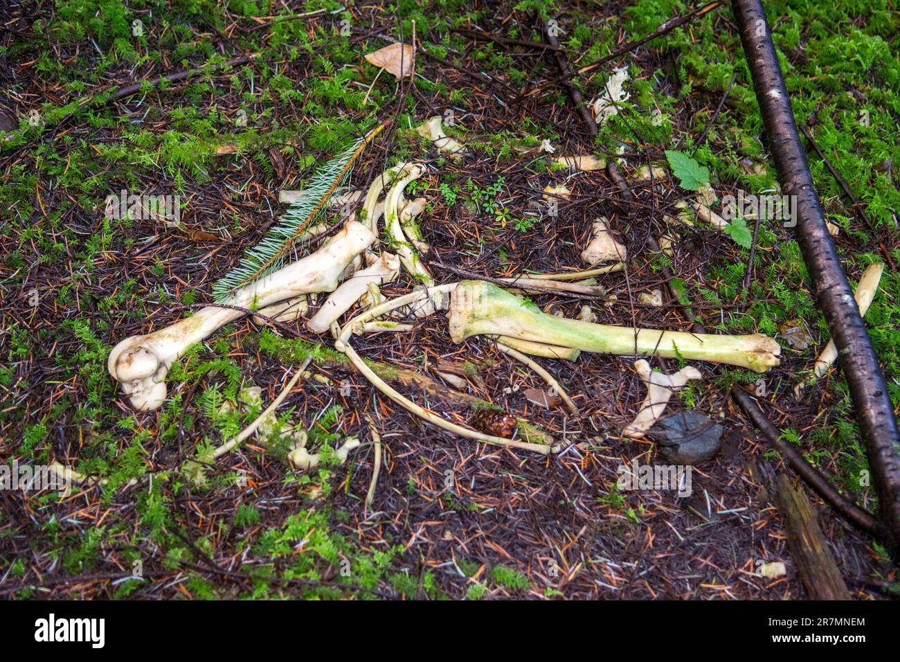 Rotting animal remains hi-res stock photography and images - Alamy