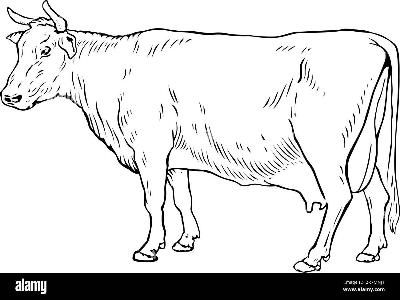 White cow on white Stock Vector Image & Art - Alamy