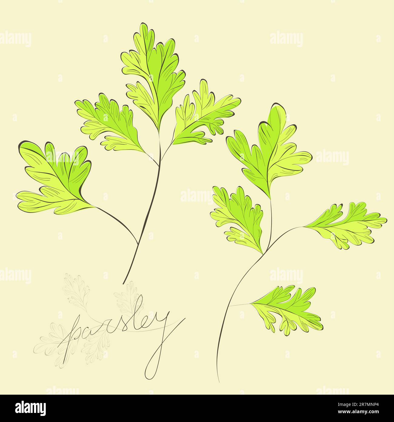 Food parsley Stock Vector Images - Alamy