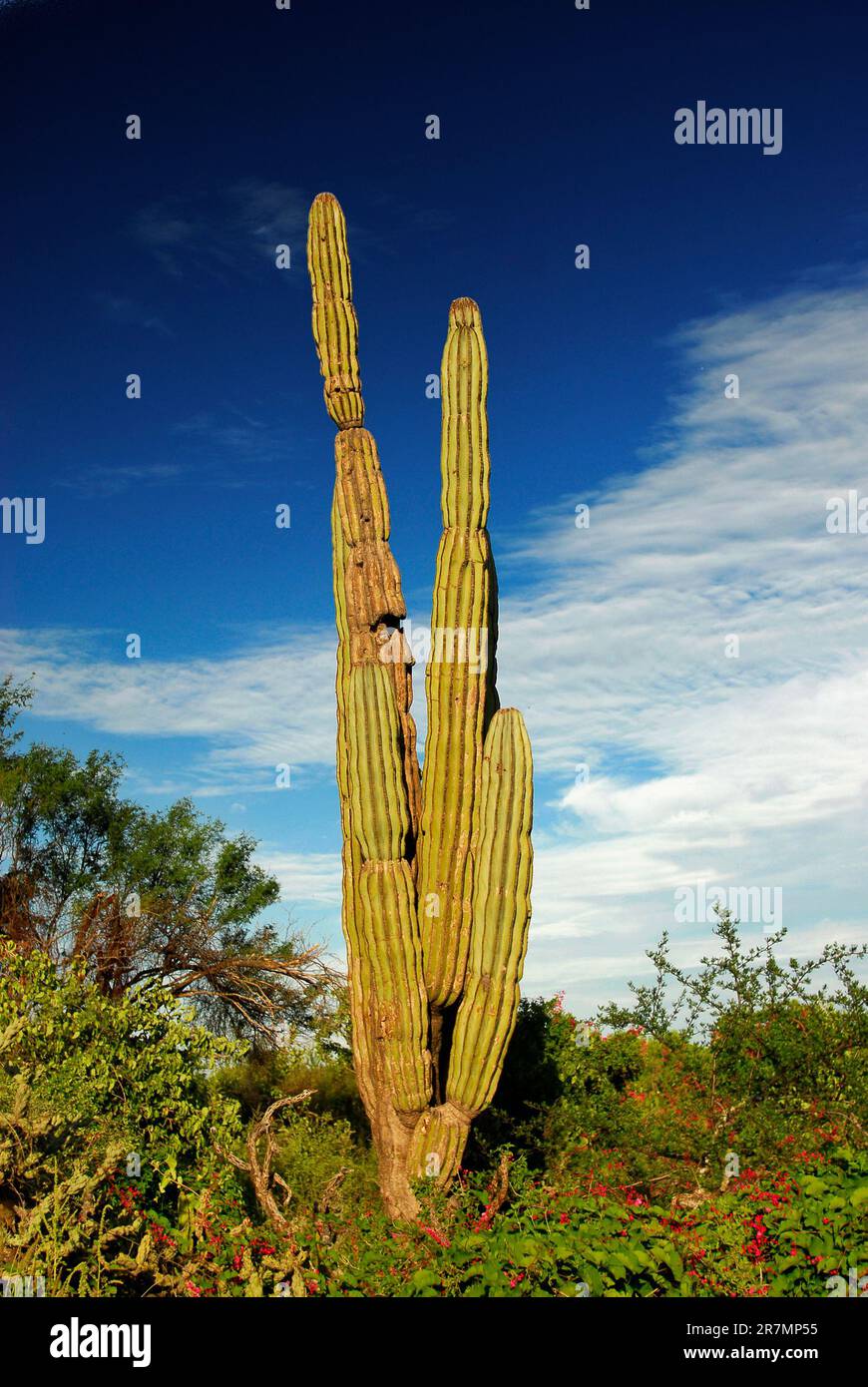 Image of cactus Baja Mexico Stock Photo - Alamy