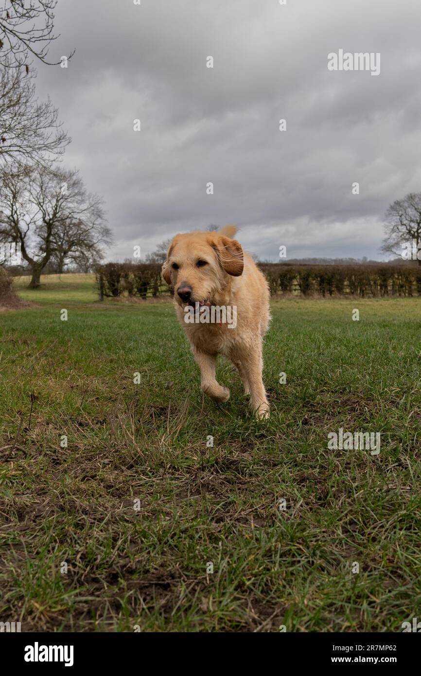 A close-up shot of a dog traversing a grassy field on a cloudy day ...