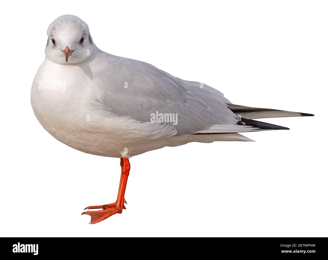 White and grey seagull isolated on white background Stock Photo - Alamy