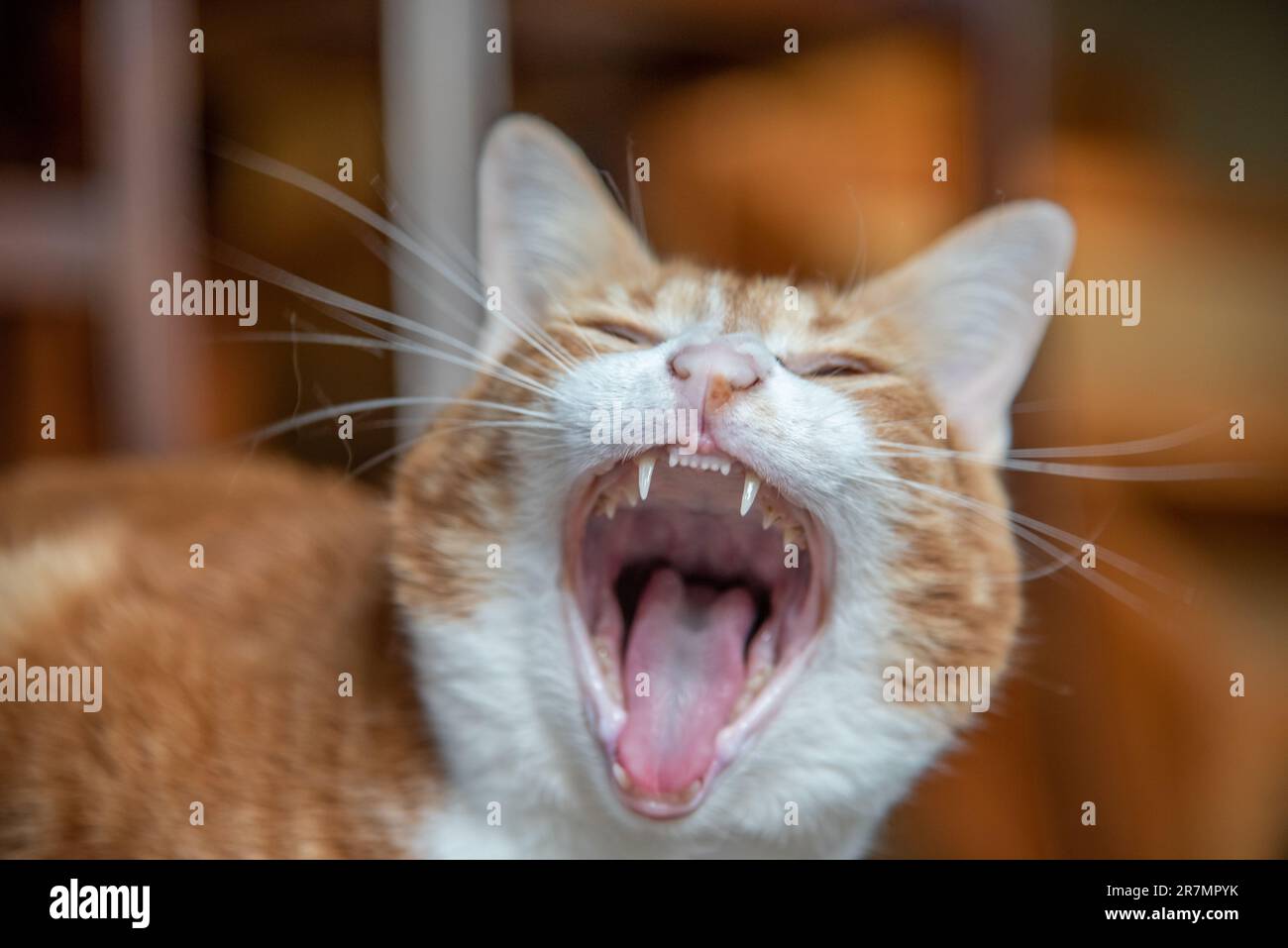 Beautiful ginger and white cat with smiling, open mouth and teeth ...