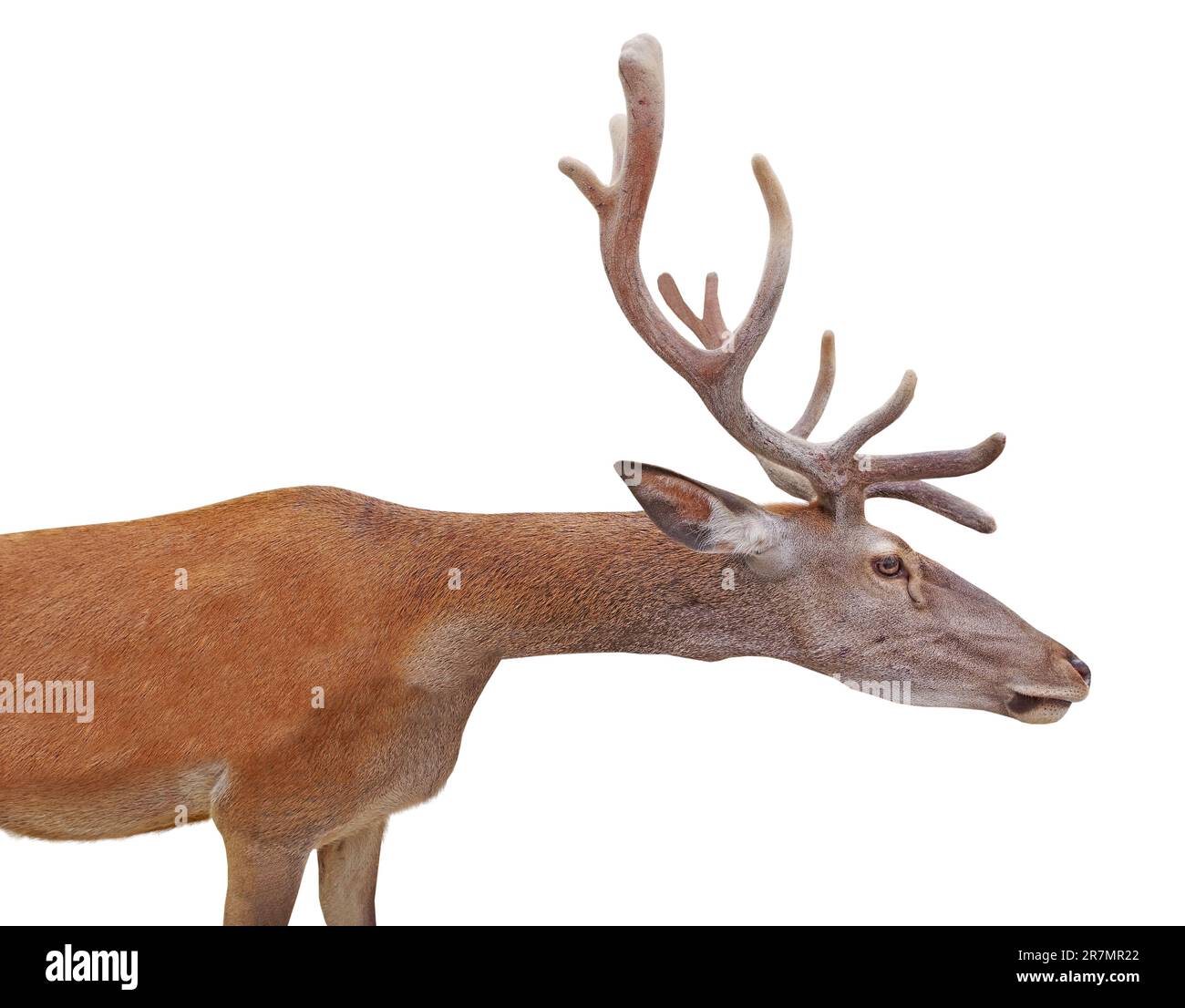deer with big and beautiful antlers on white background Stock Photo - Alamy