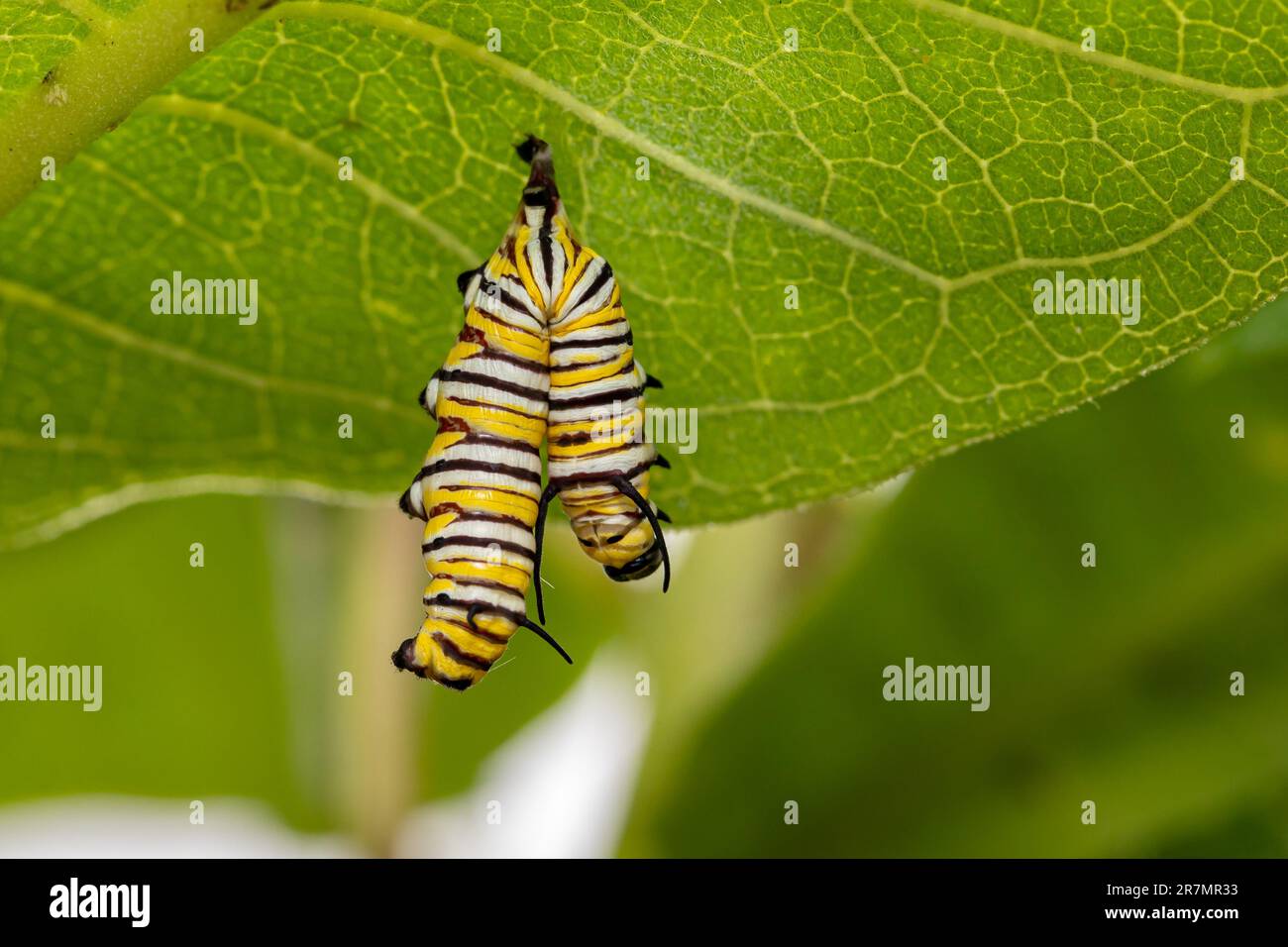 Monarch butterfly caterpillar dead from Tachinid fly parasitic ...
