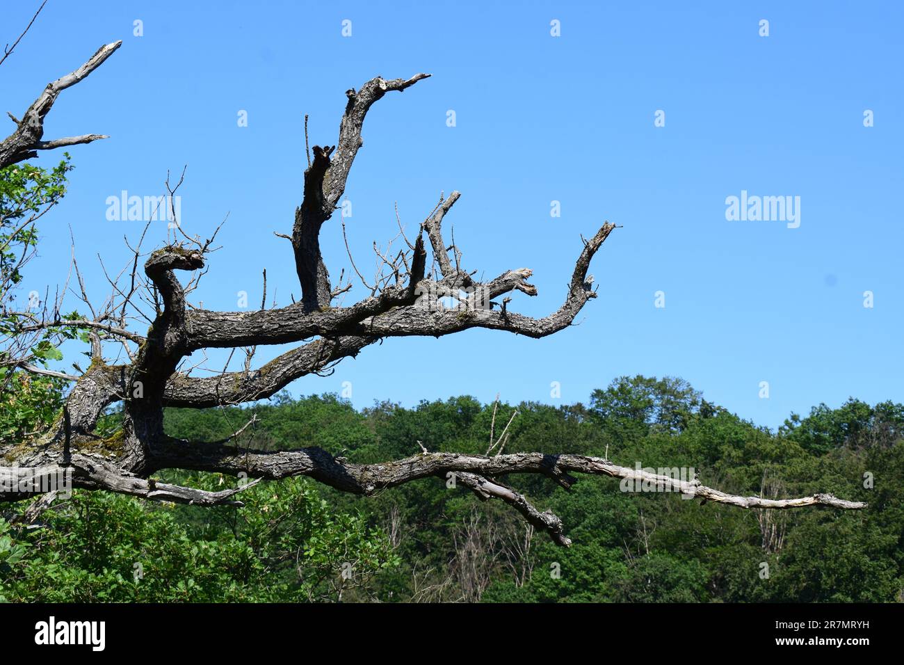 Dead Tree above the forest Stock Photo - Alamy