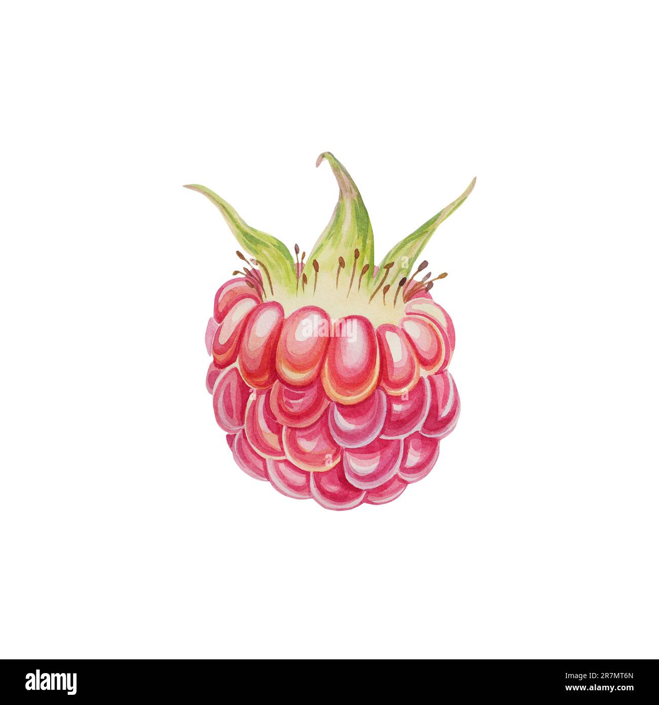 Raspberry. Watercolor illustration on an isolated background. Juicy ...
