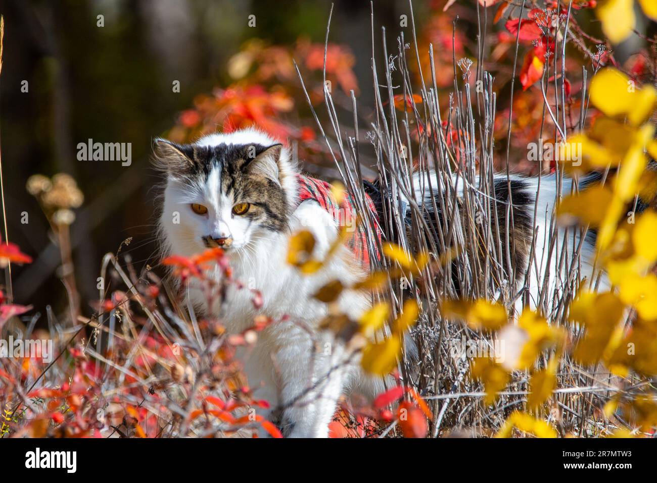 Stunning white, black and brown Maine Coone cross cat with bright ...
