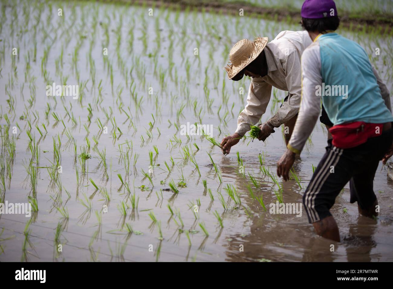 Rice gathering hi-res stock photography and images - Alamy