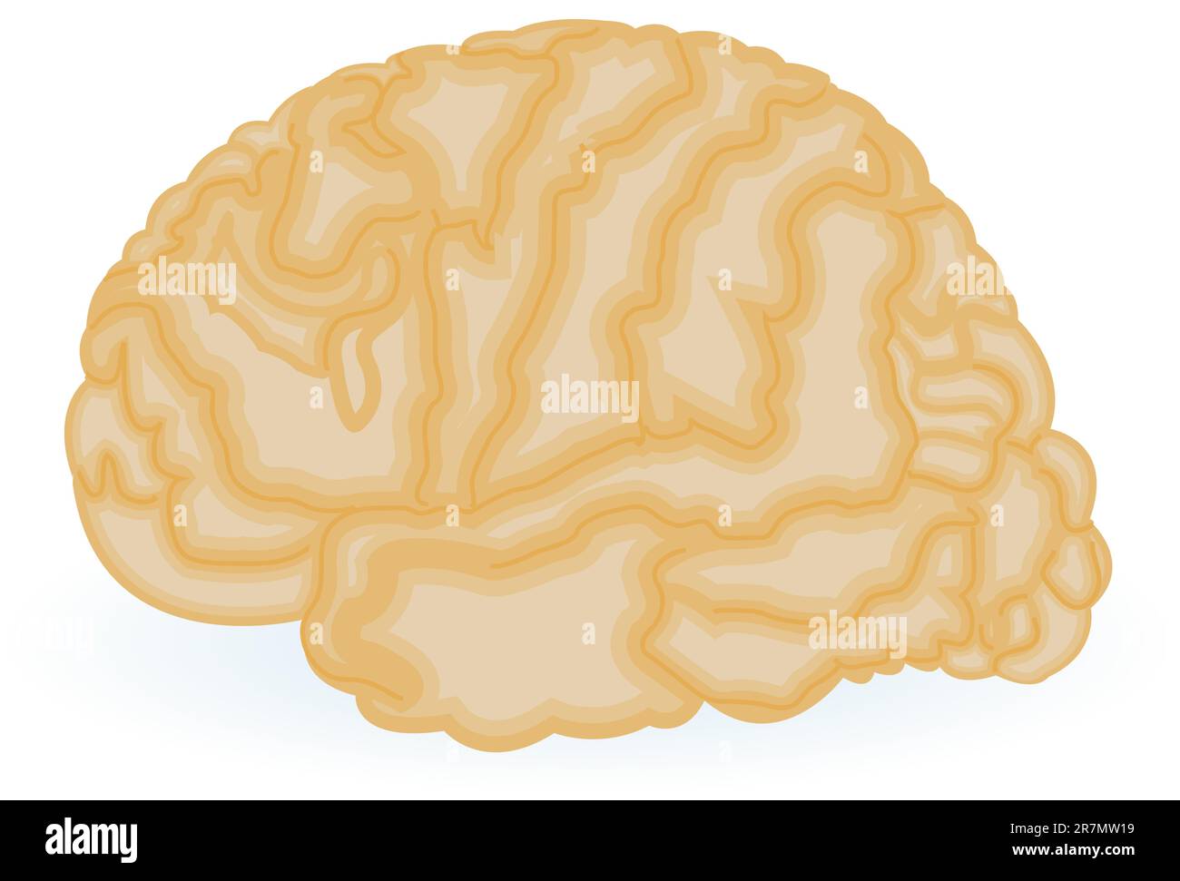 Illustration of a human brain isolated over white background Stock ...