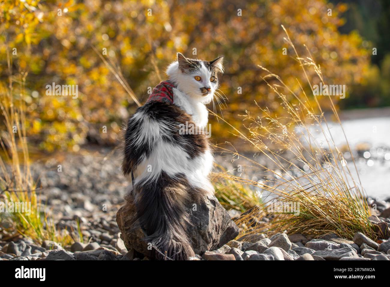 Stunning white, black and brown Maine Coone cross cat with bright ...