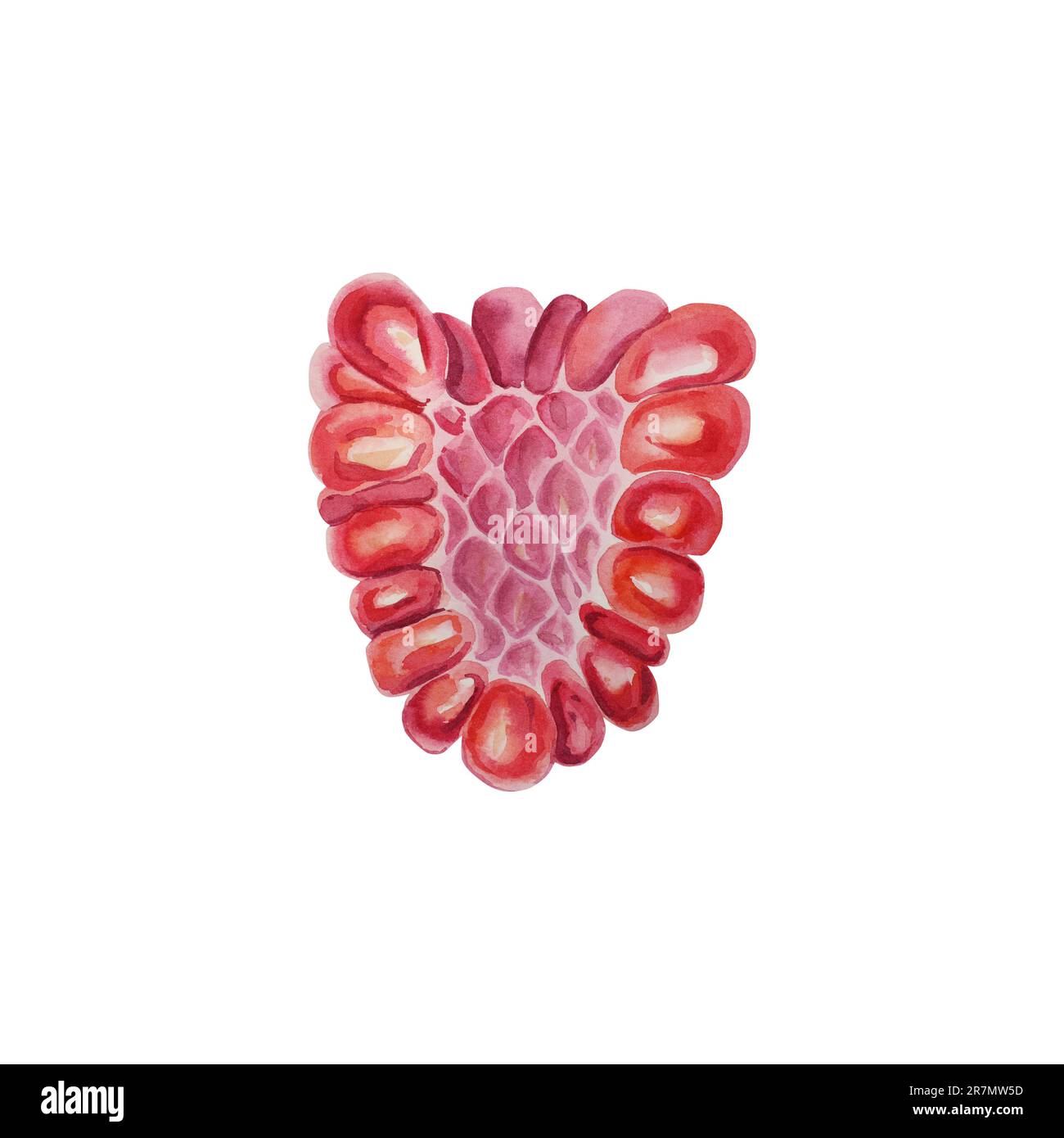 Raspberries in the section. Watercolor illustration on an isolated ...
