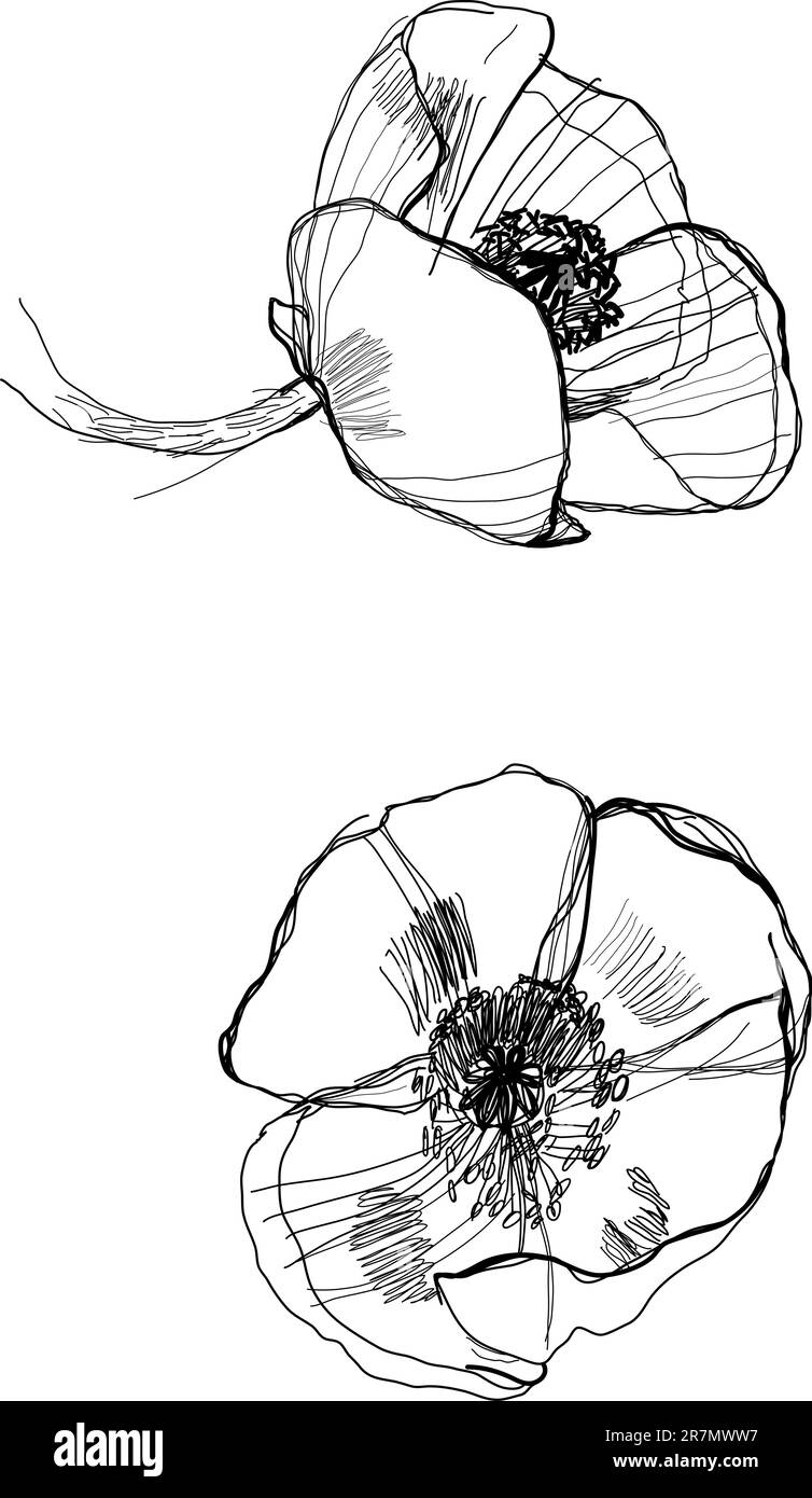 drawing poppy monochrome graphic sketch Stock Vector Image & Art - Alamy