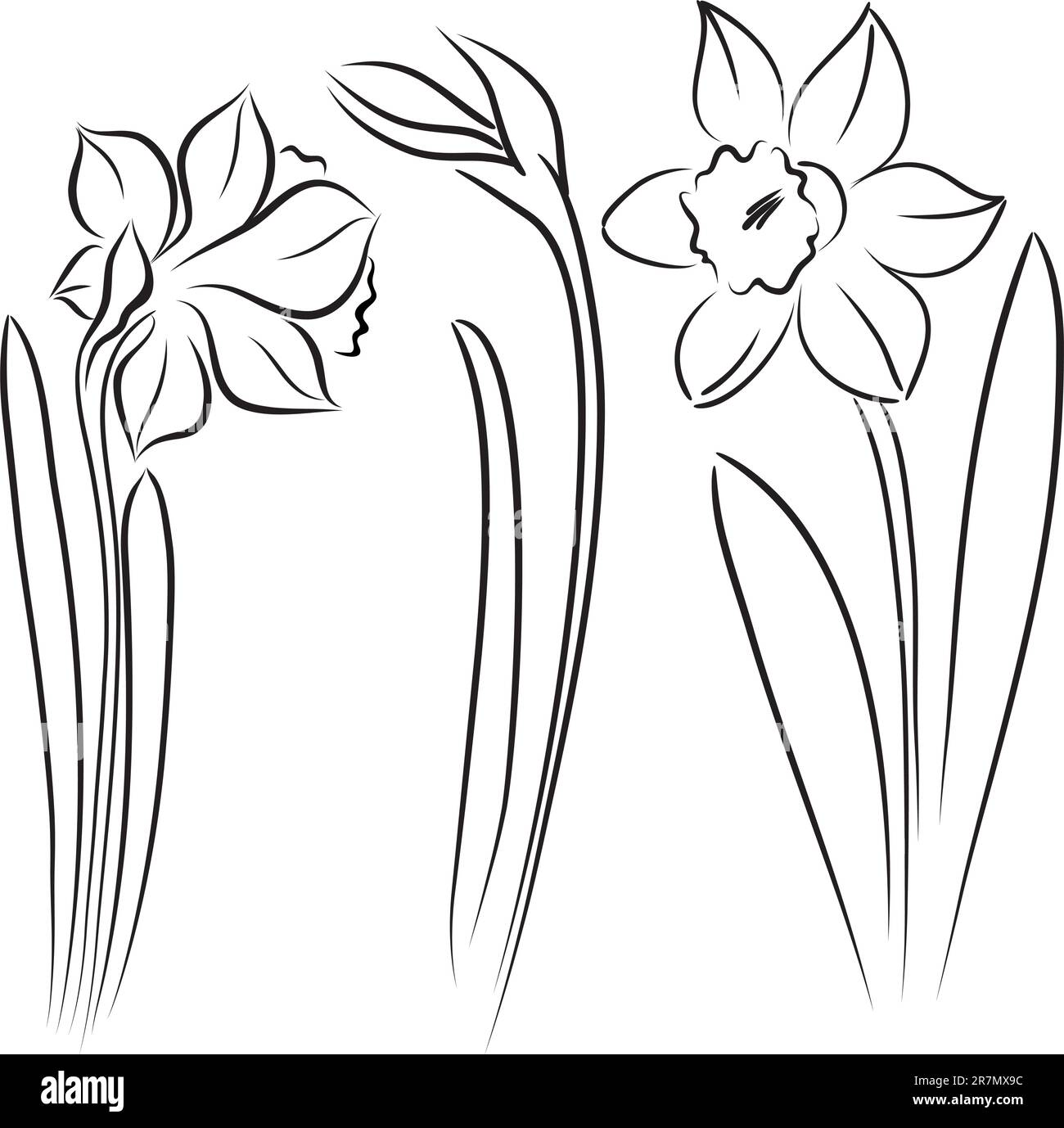 Graphics narcissus hi-res stock photography and images - Alamy