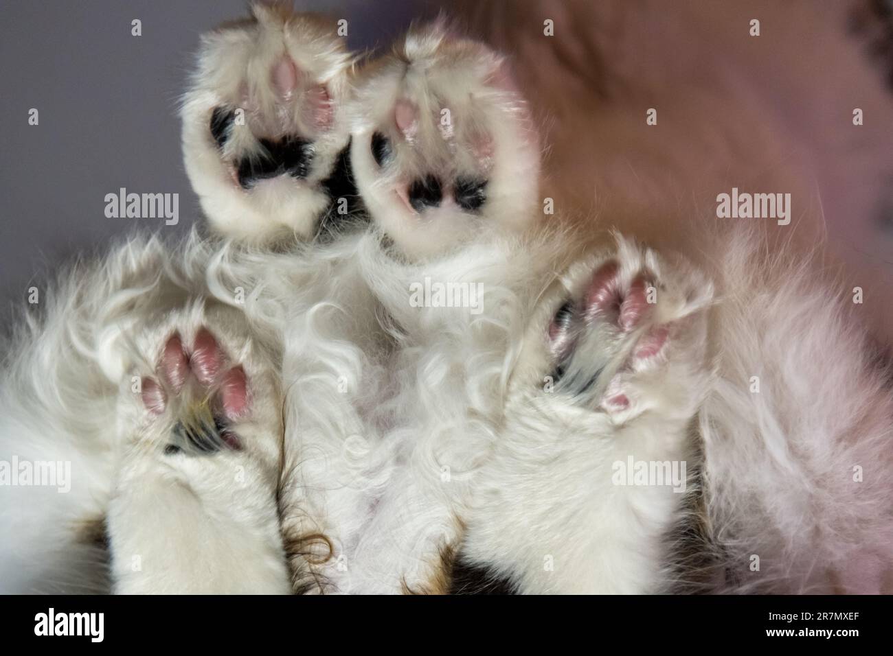 Fluffy white cat below with pink toes showing between fluff. Full foot ...