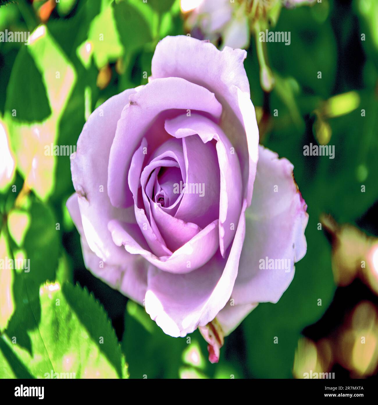 Spring girl rose hi-res stock photography and images - Alamy