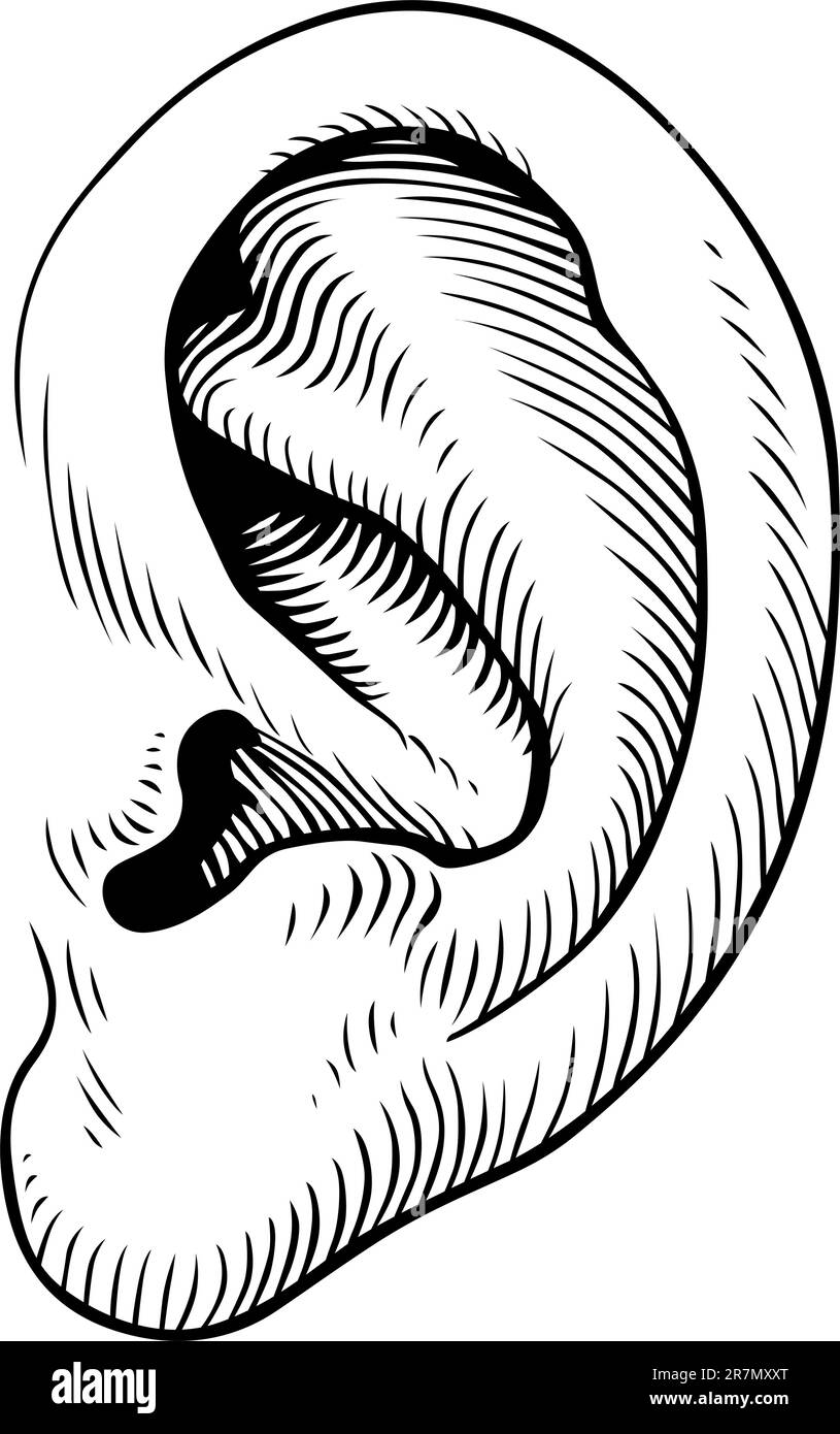 Ear shape Stock Vector Images - Alamy