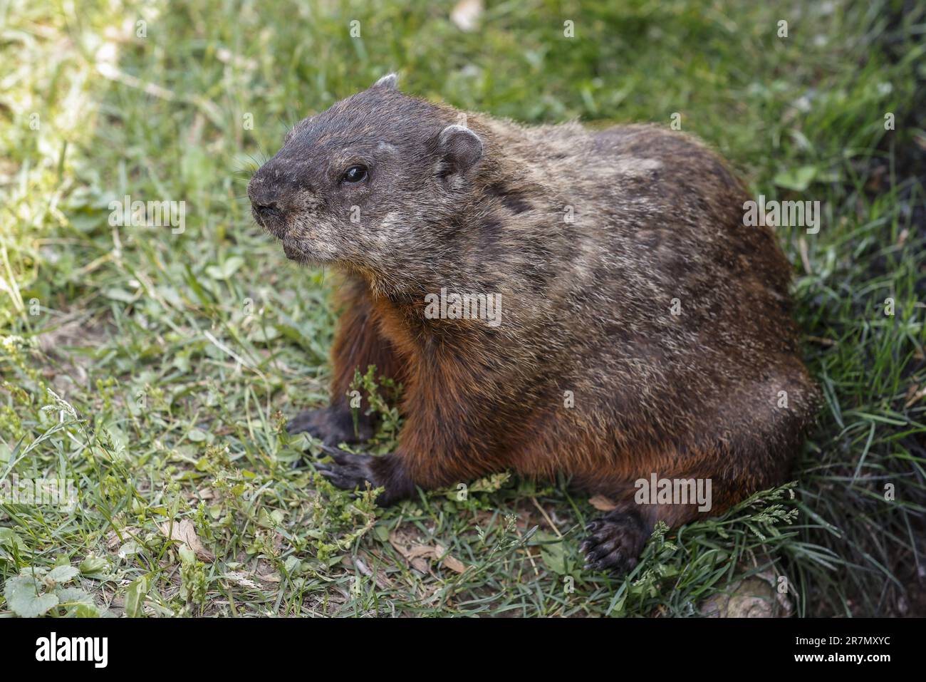 2023 f1 cars hi-res stock photography and images - Alamy