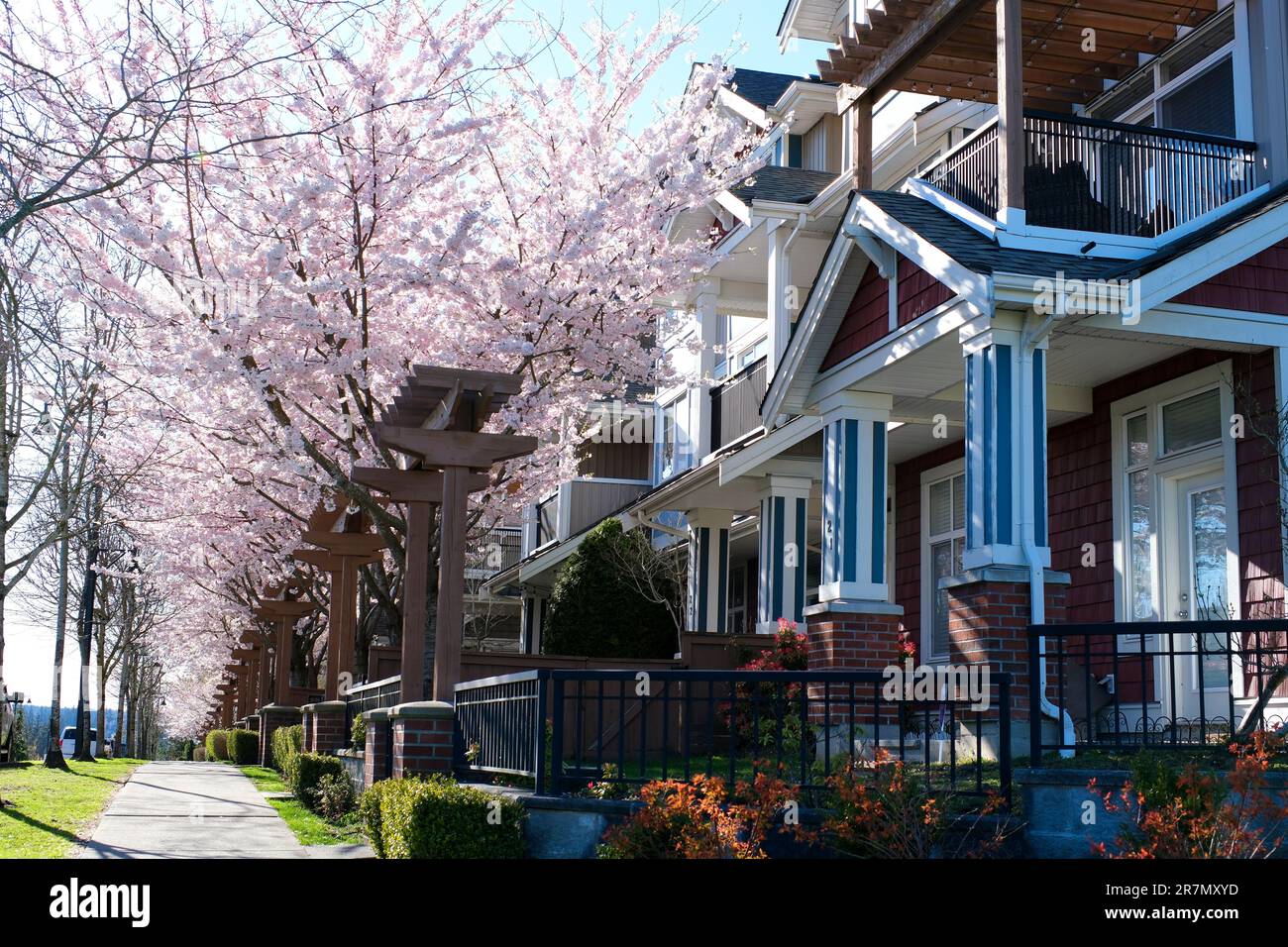 private sector cherry blossom spring vancouver Stock Photo - Alamy