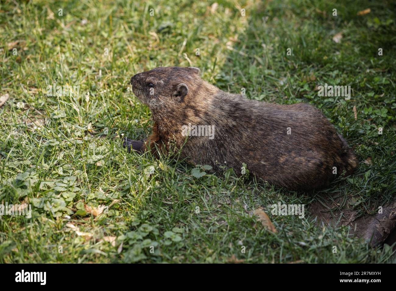 2023 f1 cars hi-res stock photography and images - Alamy