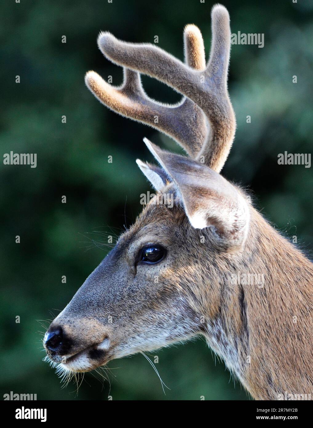 A juvenile white-tailed deer portrait Stock Photo - Alamy