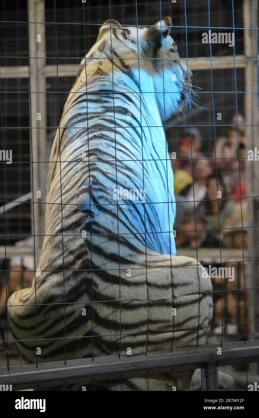 Peta animal research hi-res stock photography and images - Alamy