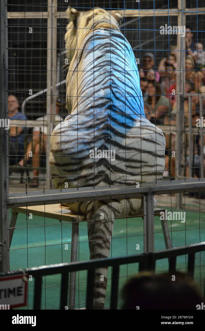 Caged animals at a circus in Florida; Large cats performing for ...