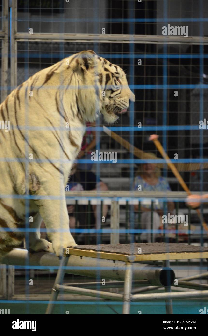 Caged animals at a circus in Florida; Large cats performing for ...