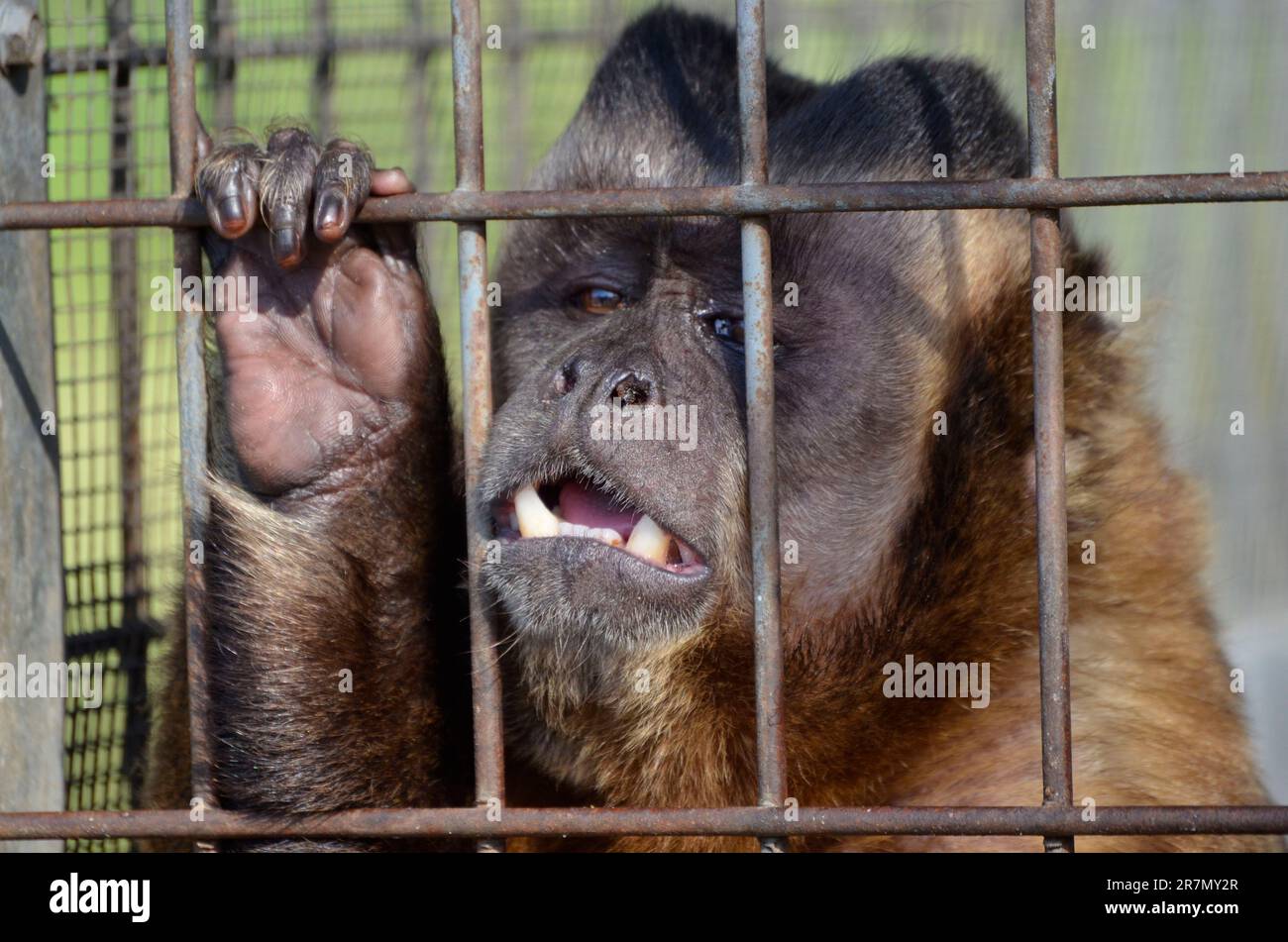 Peta animal research hi-res stock photography and images - Alamy