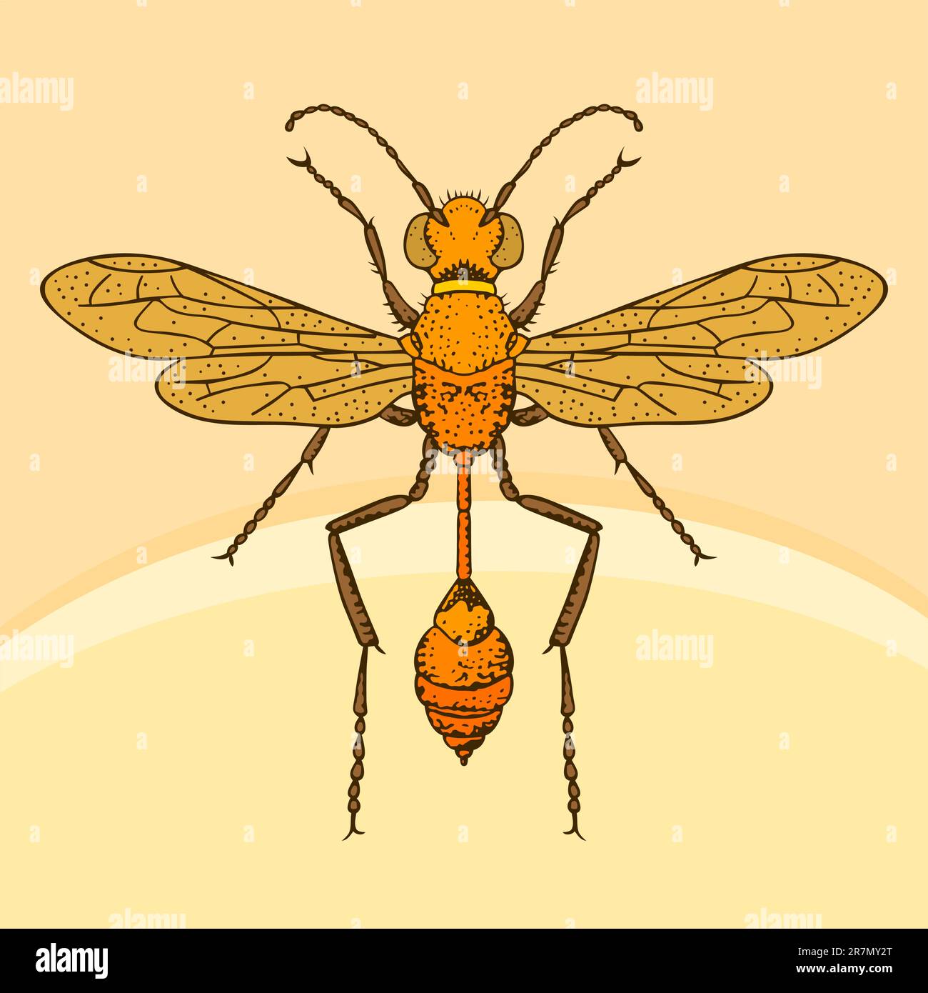 Brown and black wasp Stock Vector Images - Alamy