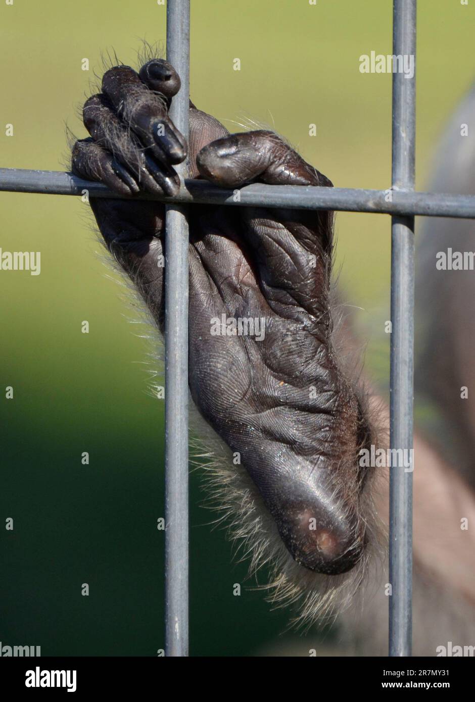 Animal abuse hi-res stock photography and images - Alamy