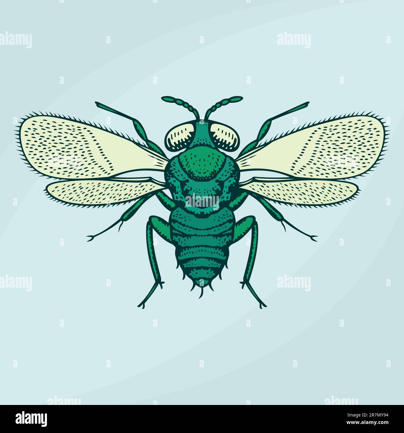 Light on eye insect Stock Vector Images - Alamy