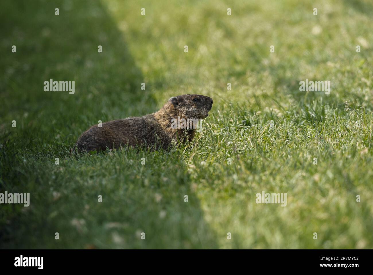 June 16, 2023, Canada: Groundhog watching F1 cars during the Formula 1 ...