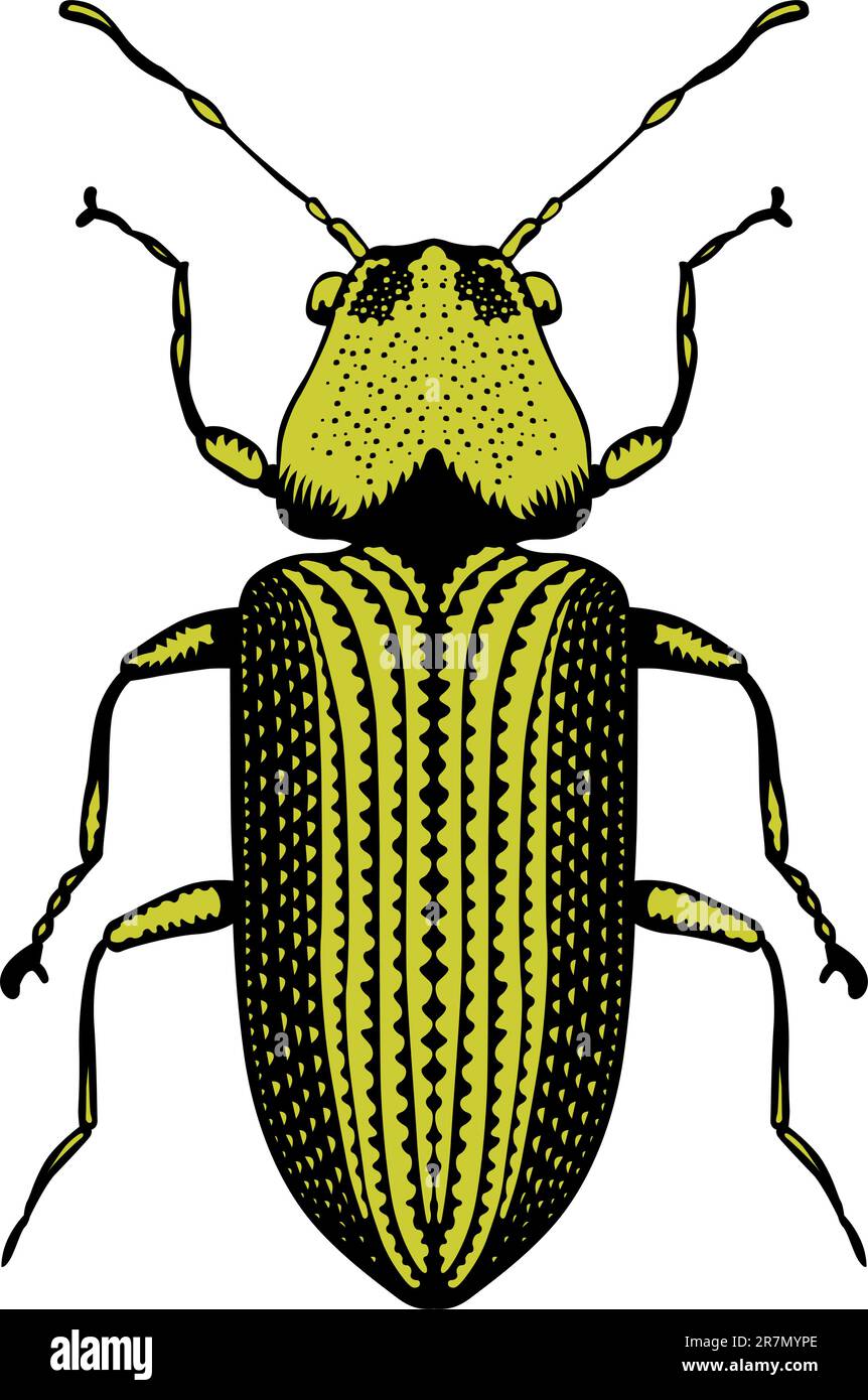 Beetle environment Stock Vector Images - Alamy