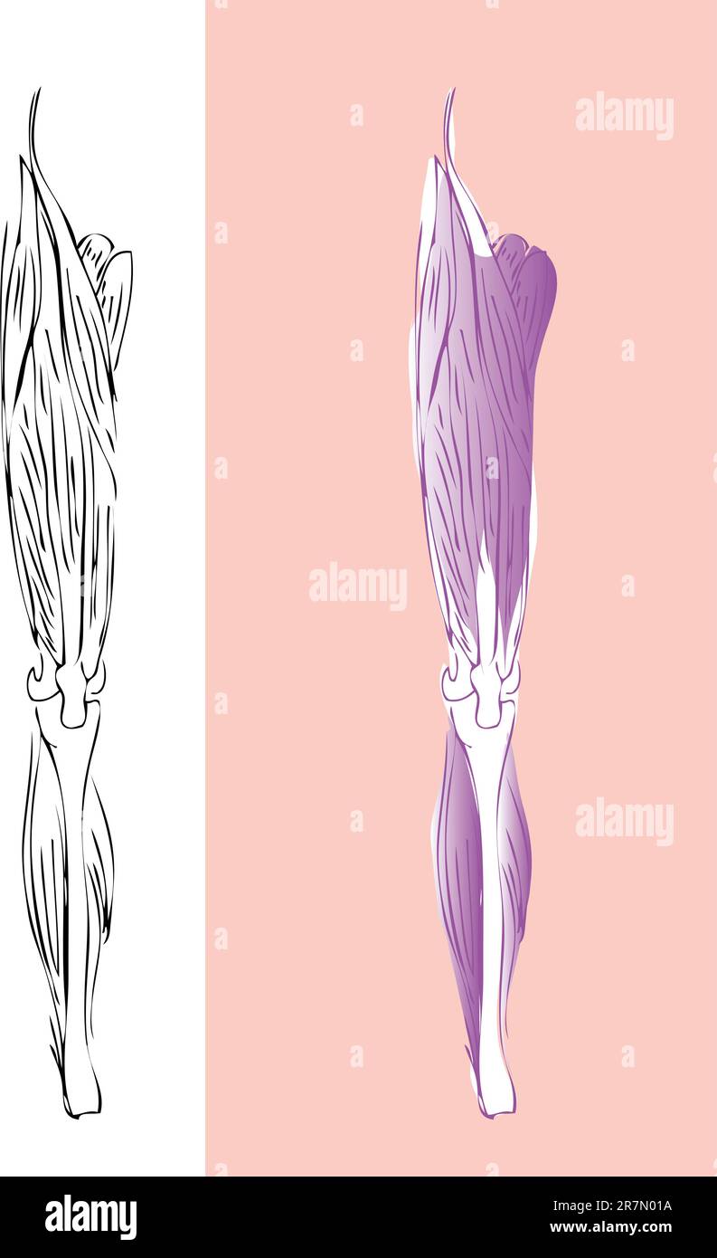 Anatomic leg muscular system Stock Vector Image & Art - Alamy