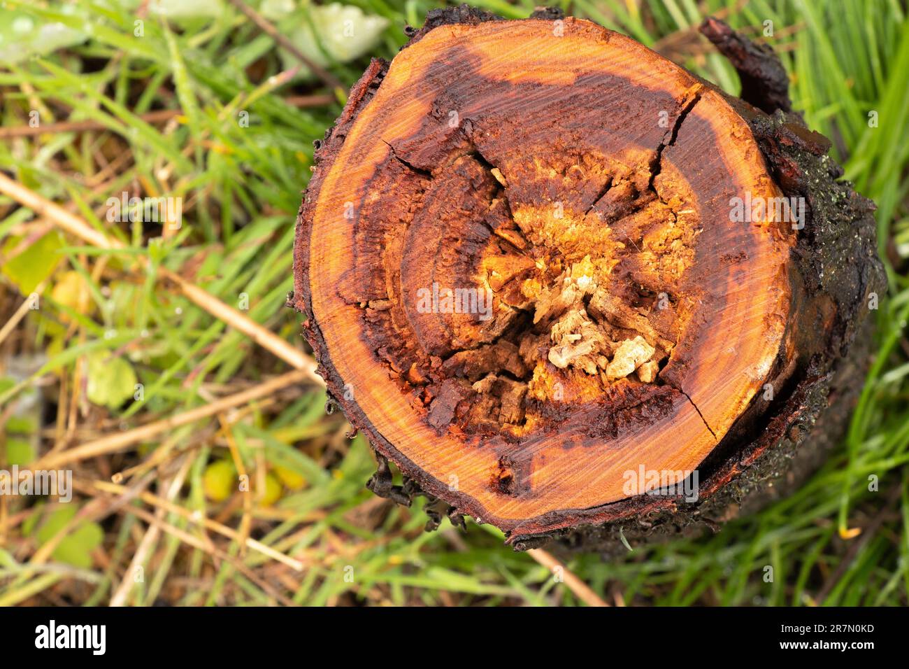Log sawing hi-res stock photography and images - Alamy