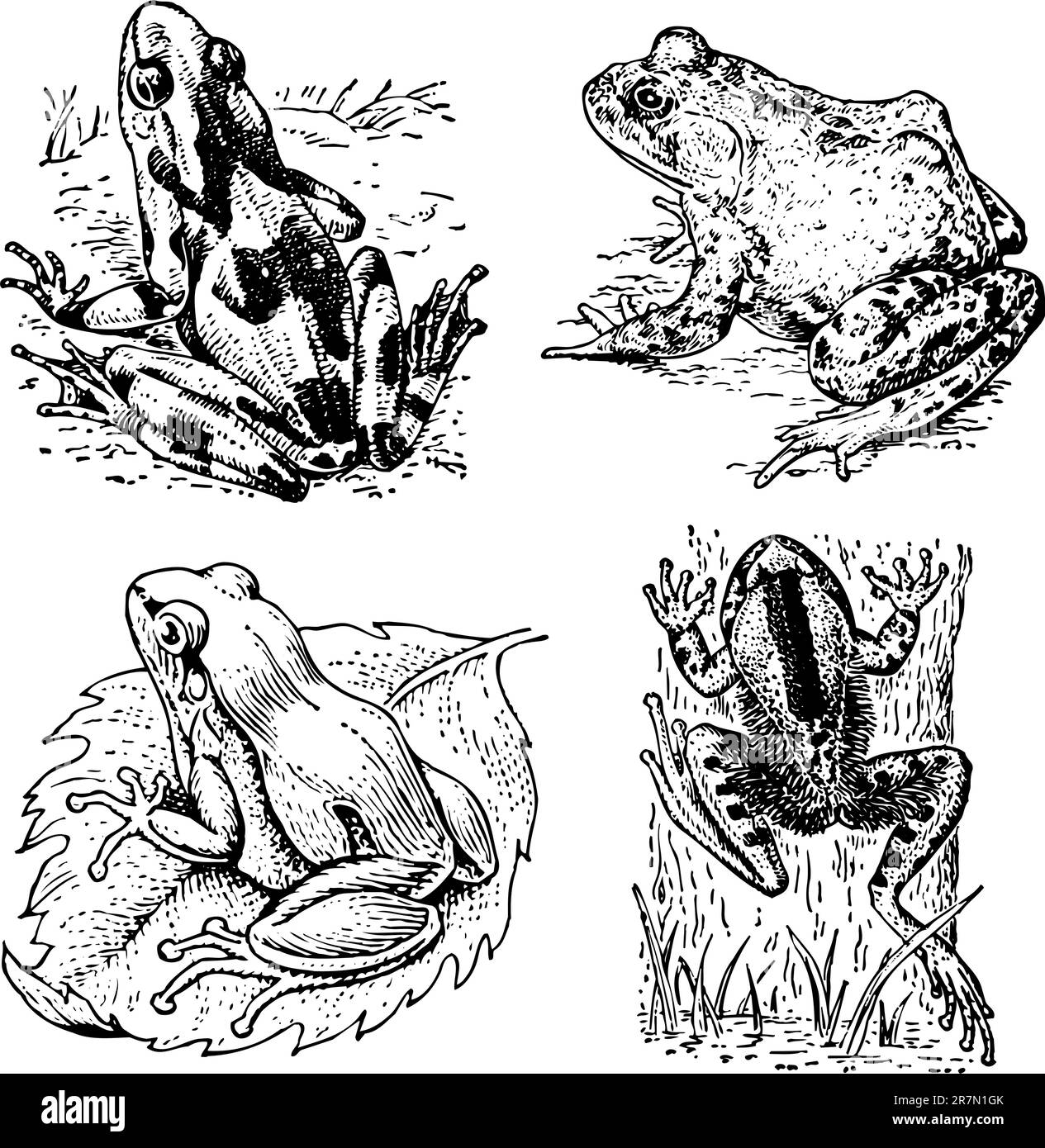 Frog vector graphics hi-res stock photography and images - Alamy