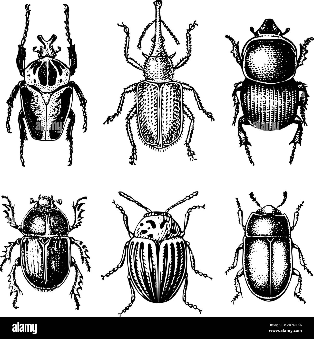 Some beetles isolated on white Stock Vector Image & Art - Alamy