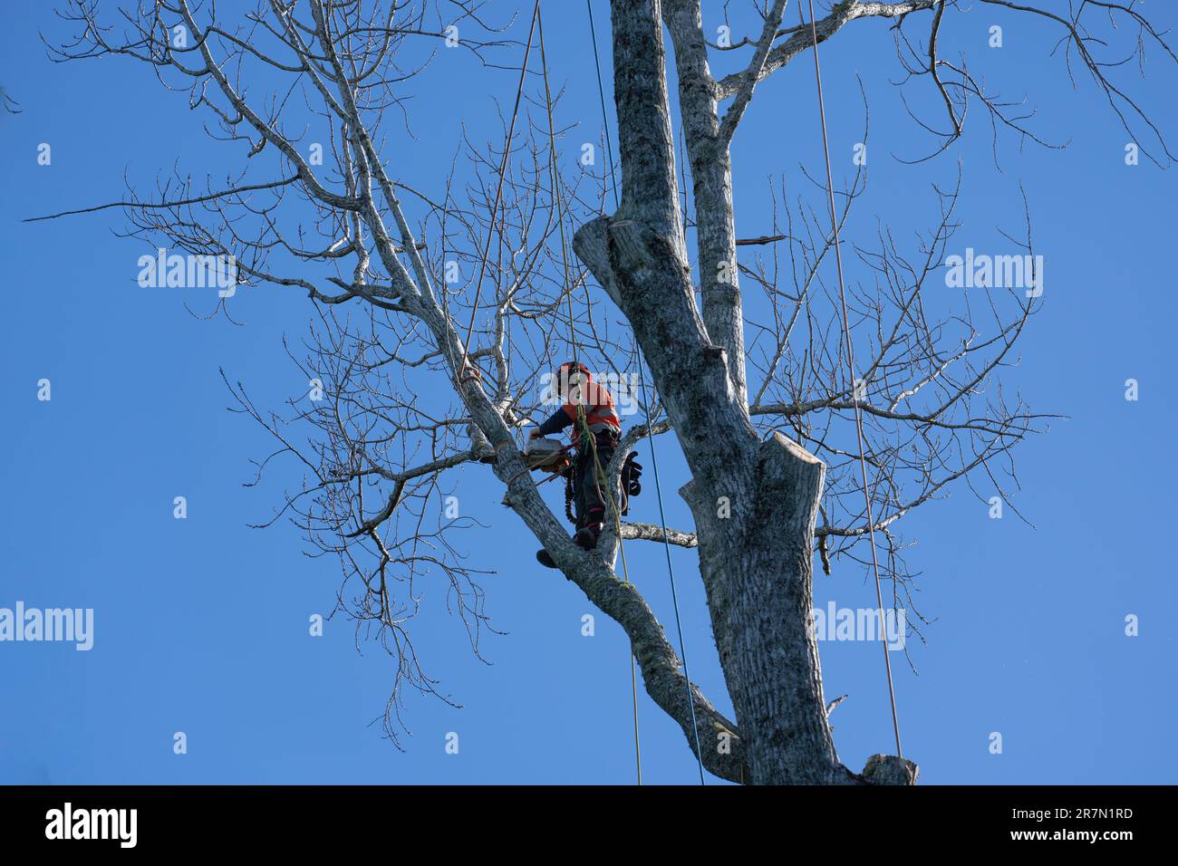 Tauranga New Zealand - June 13 2023; Arborist with chainsaw roped high ...