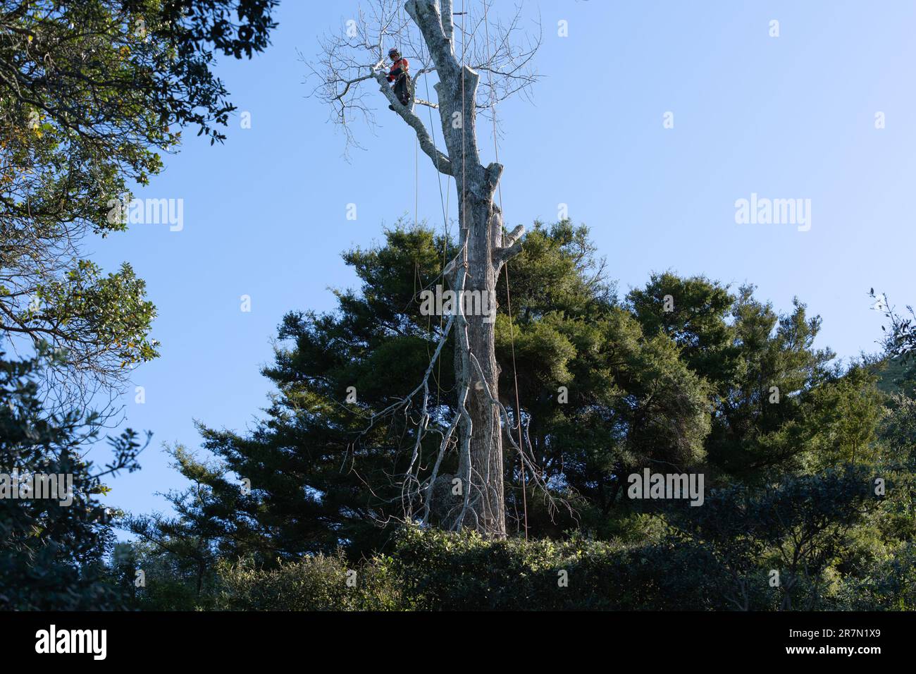 Tauranga New Zealand - June 13 2023; Arborist with chainsaw roped high ...