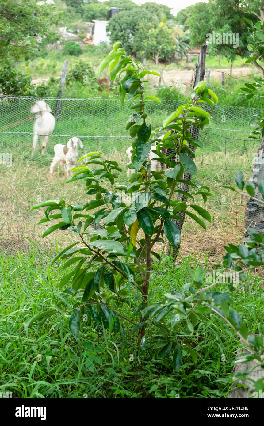 Small Mountainsop Tree Stock Photo - Alamy