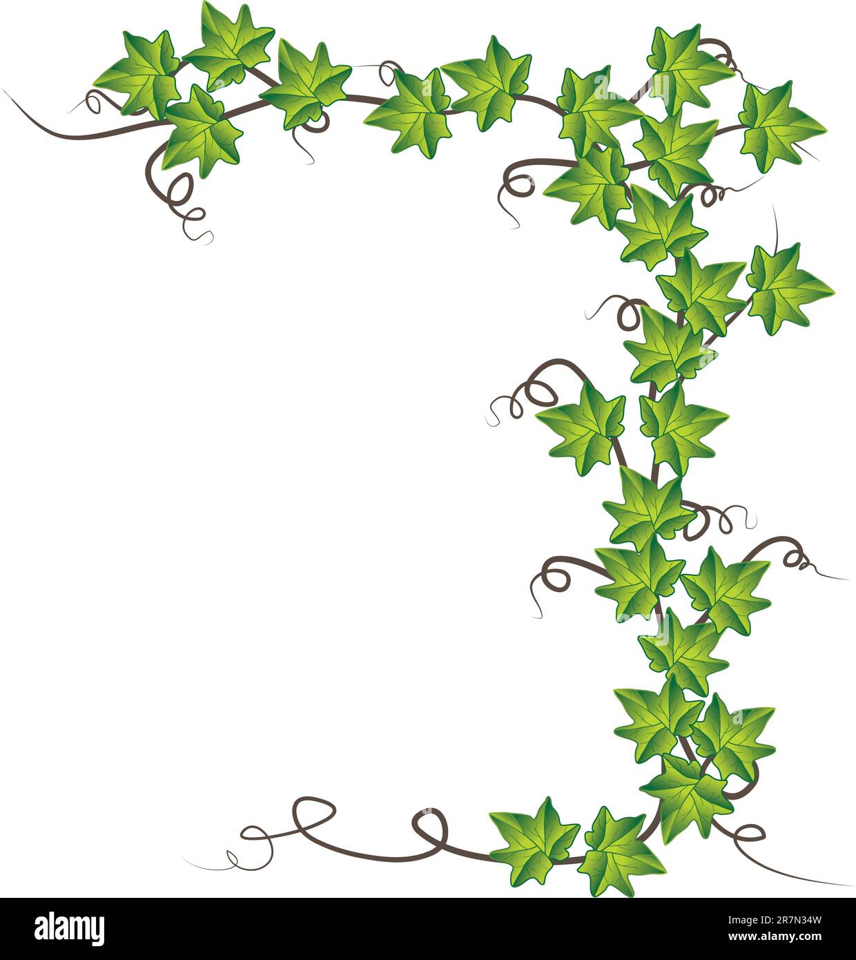 Green ivy. Vector Illustration Green ivy. Vector Illustration Stock ...