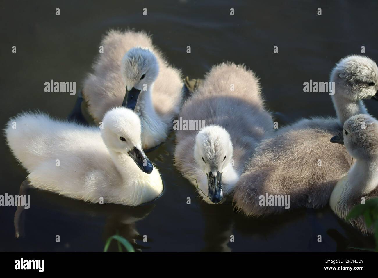 Mini swans hi-res stock photography and images - Alamy