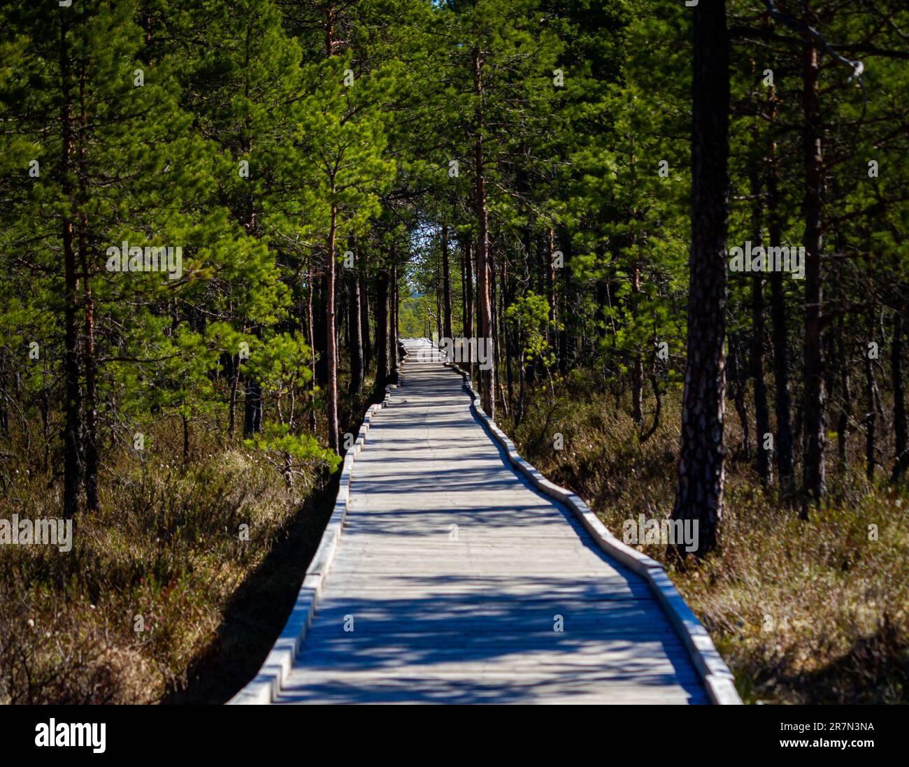Wooden pathway in forest Stock Photo - Alamy