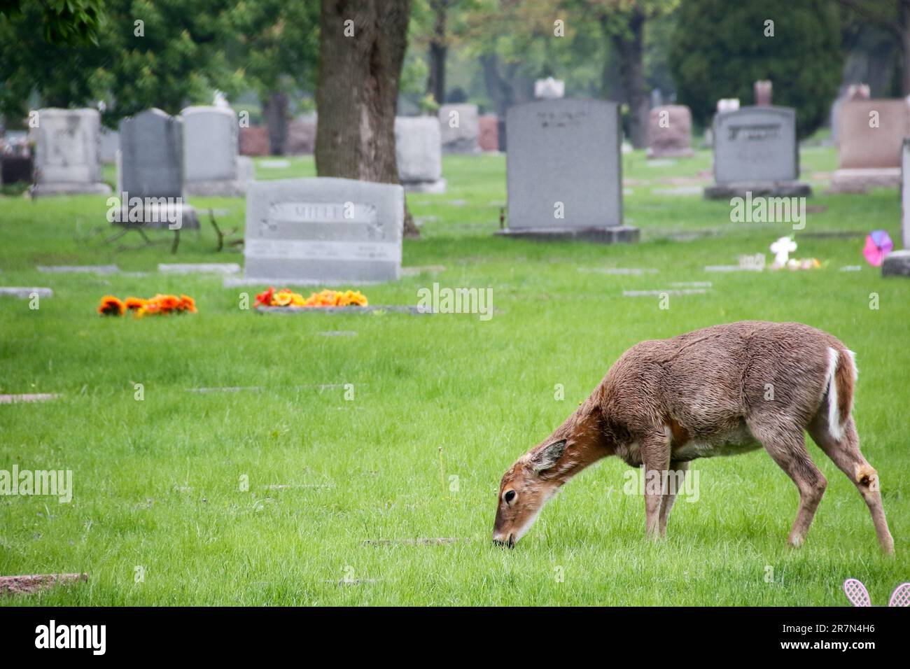 West Ridge Nature Preserve, Rosehill Cemetery Stock Photo - Alamy