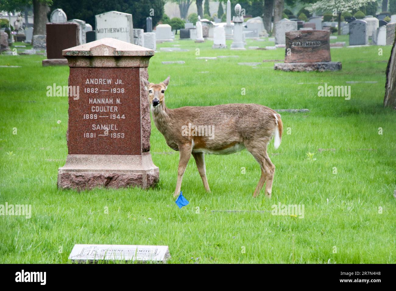 West Ridge Nature Preserve, Rosehill Cemetery Stock Photo - Alamy