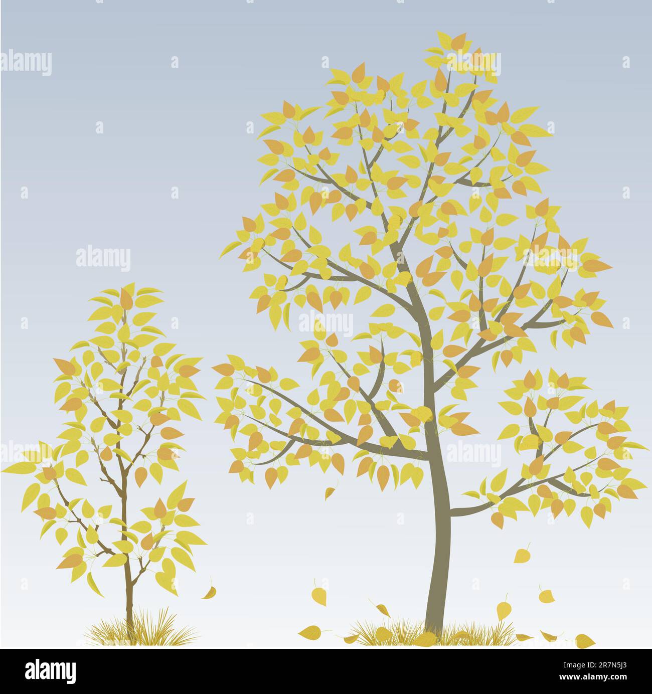 Yellow poplar tree Stock Vector Images - Alamy