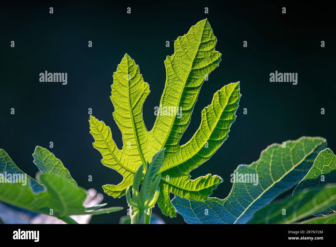 Delicate young leaf of the fig tree glow green in the sun and in ...