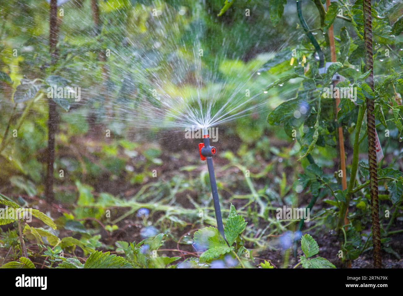 Drip irrigation system watering the garden. Mechanically automatic ...