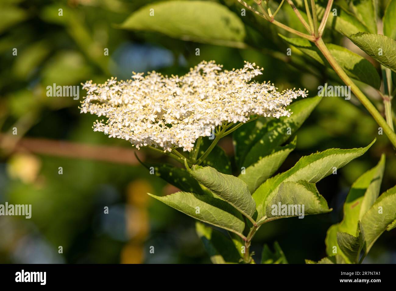 close-up photo of a elder flower in spring season Stock Photo - Alamy